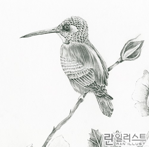 장미꽃과 벌새연필화동화일러스트작가 이보경란일러스트일러스트학원동화일러스트동화일러스트학원동화일러스트공모전삽화예쁜그림